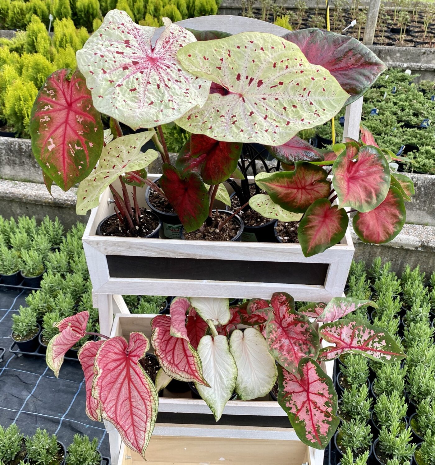 Kaladij (Caladium) – Vrtnarstvo Hodak