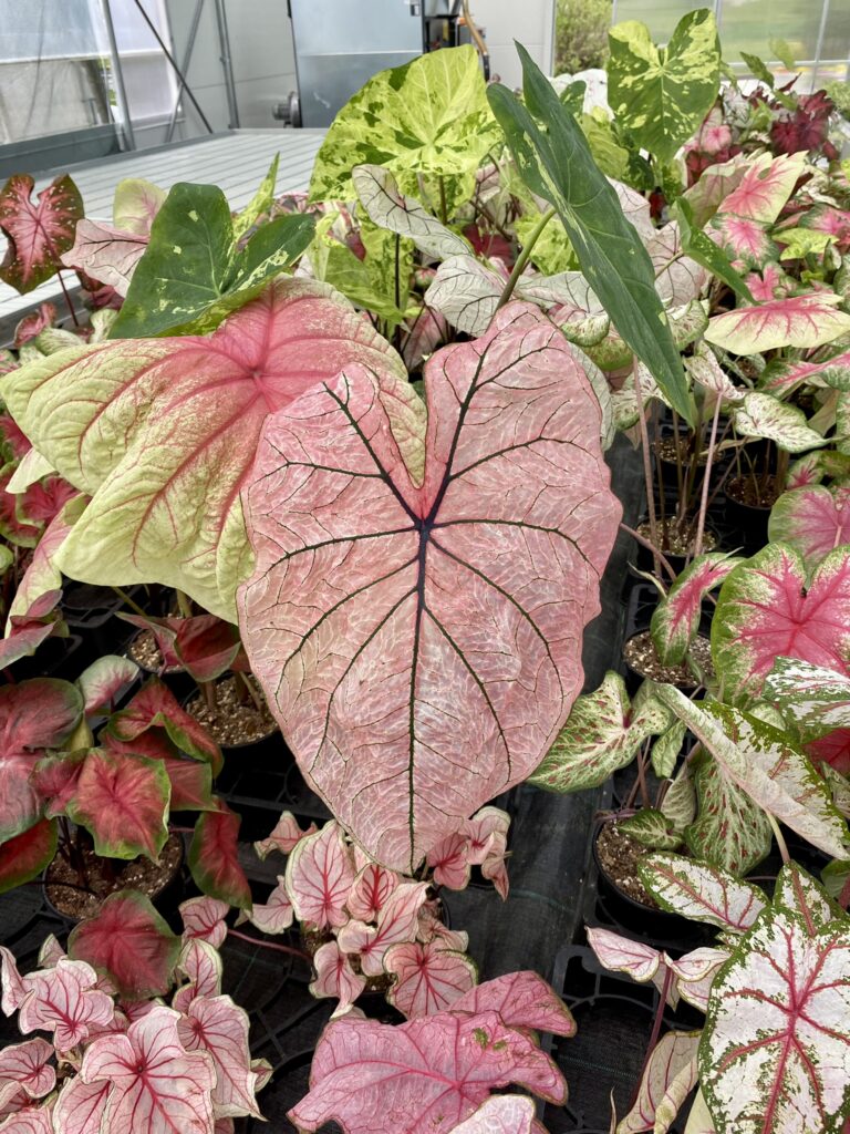 Kaladij (Caladium) – Vrtnarstvo Hodak
