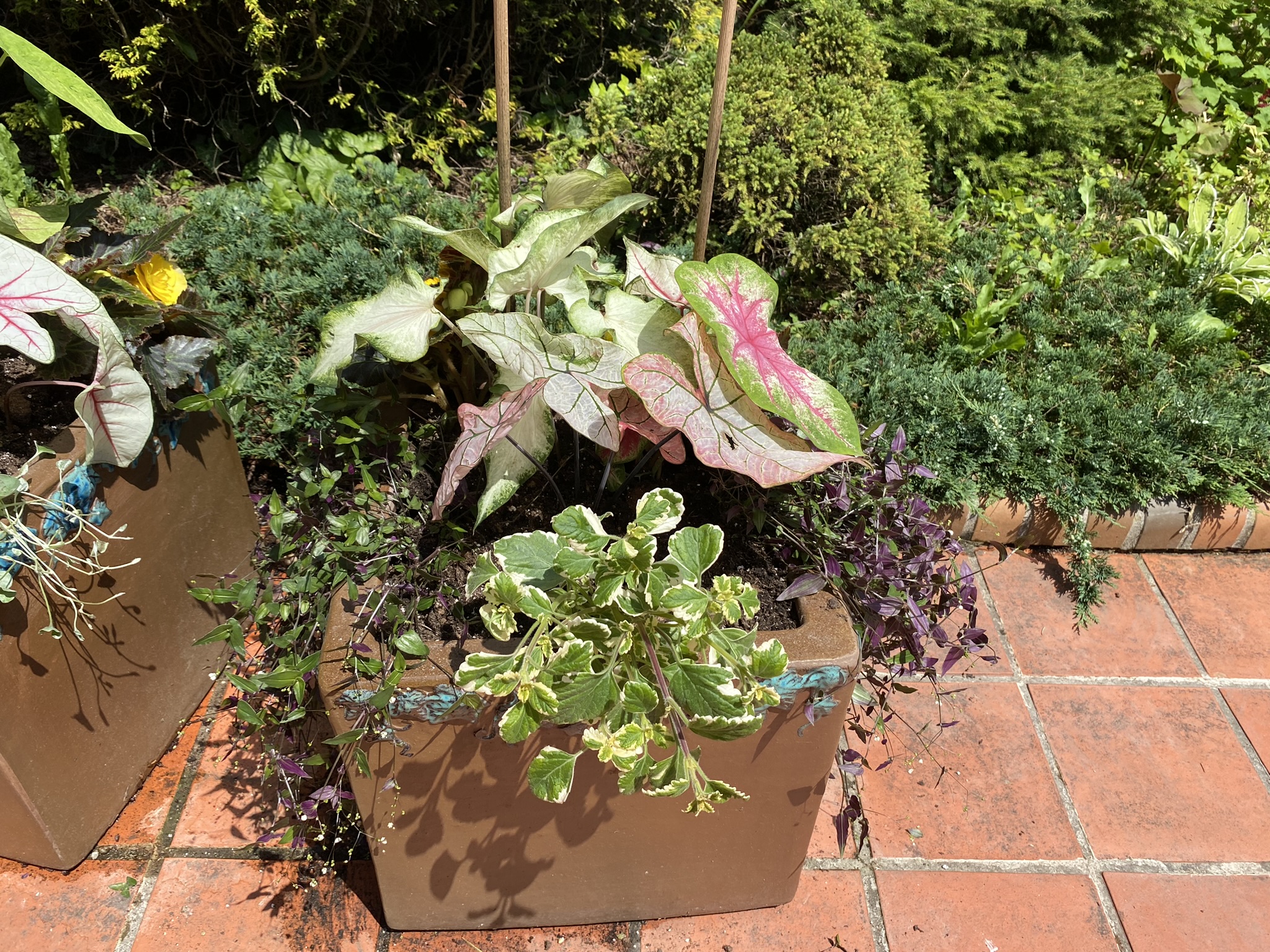 Kaladij (Caladium) – Vrtnarstvo Hodak