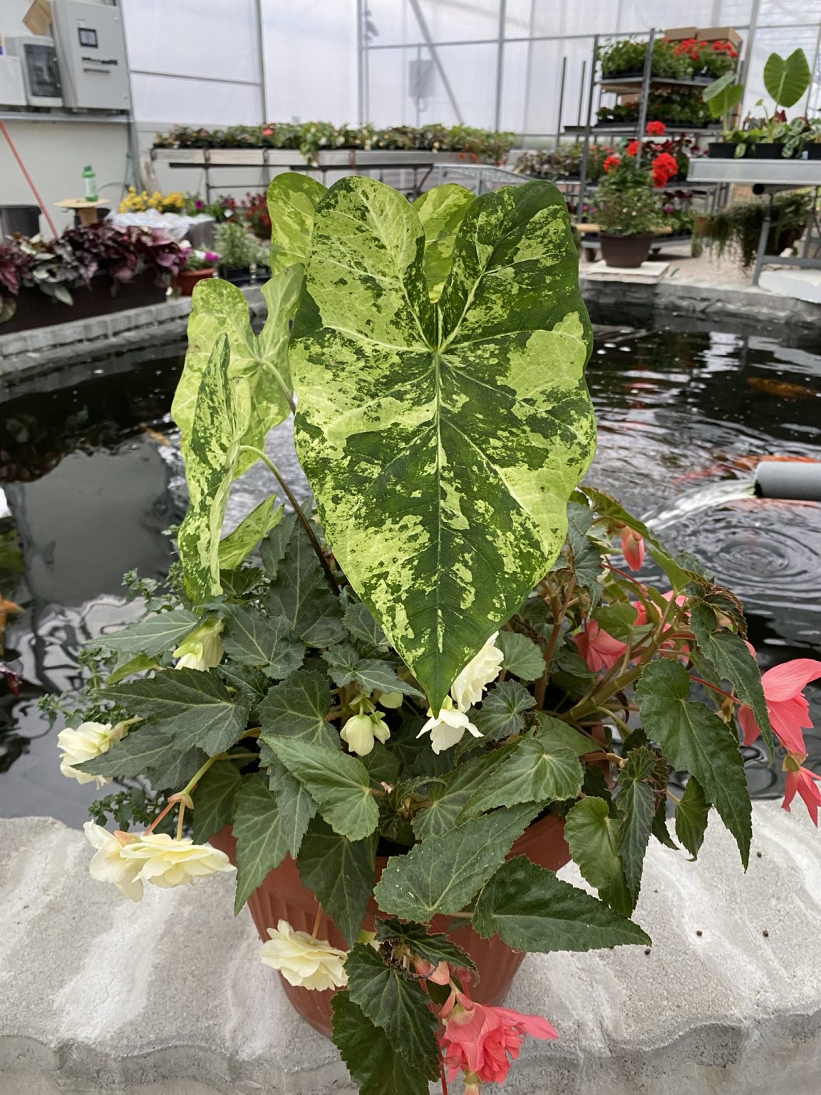 Kaladij (Caladium) – Vrtnarstvo Hodak