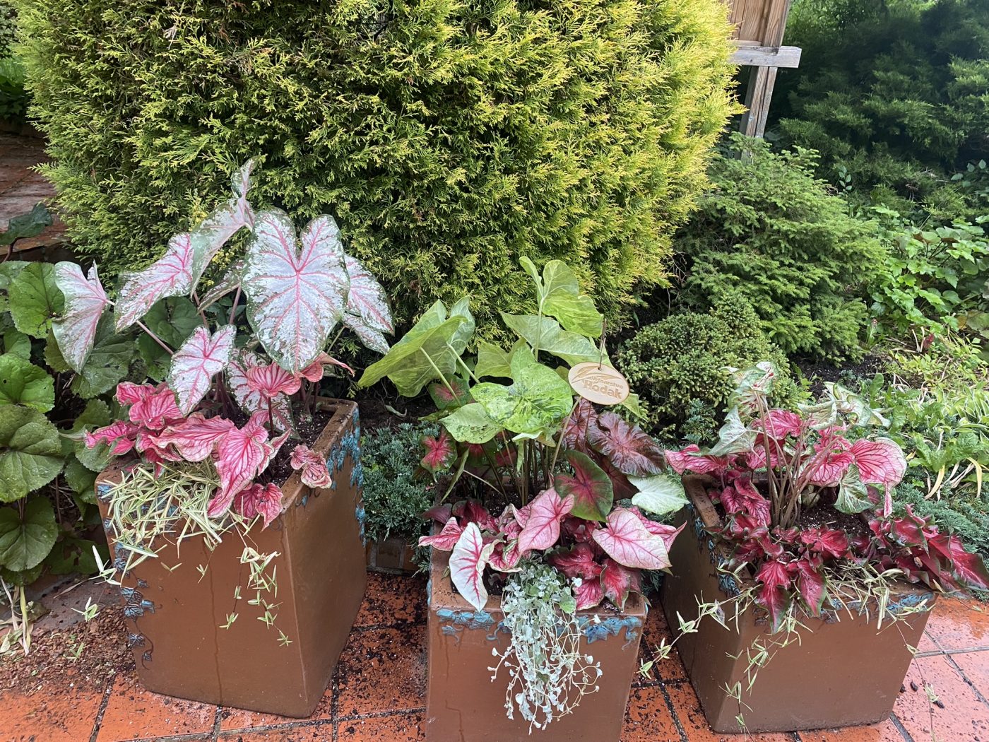 Kaladij (Caladium) – Vrtnarstvo Hodak